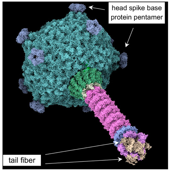 Extracellular Polysaccharide Receptor and Receptor-Binding Proteins of ...