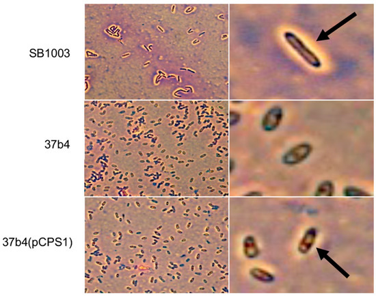 Extracellular Polysaccharide Receptor and Receptor-Binding Proteins of ...