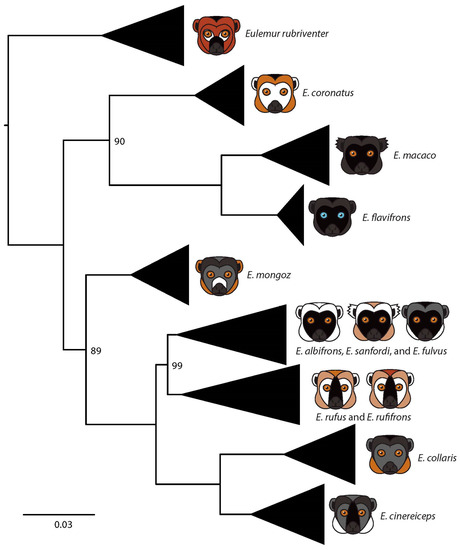 A Pervasive History of Gene Flow in Madagascar’s True Lemurs (Genus ...