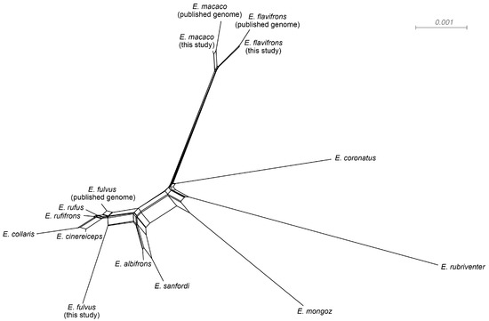 A Pervasive History of Gene Flow in Madagascar’s True Lemurs (Genus Eulemur)