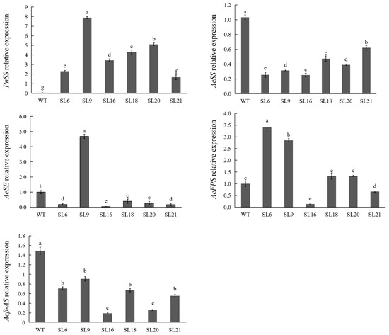 Genes | Free Full-Text | Expression of PnSS Promotes Squalene and ...