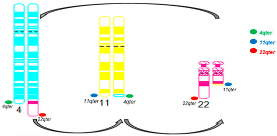 Complex/cryptic EWSR1::FLI1/ERG Gene Fusions and 1q Jumping Translocation in Pediatric Ewing ...