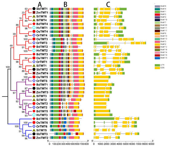Genome-Wide Identification and an Evolution Analysis of Tonoplast ...