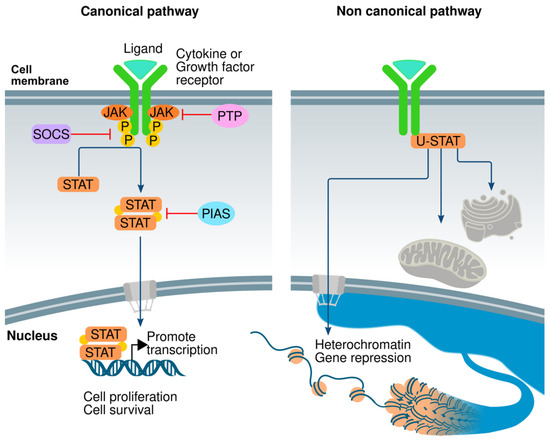 JAK/STAT Signaling and Cervical Cancer: From the Cell Surface to the ...