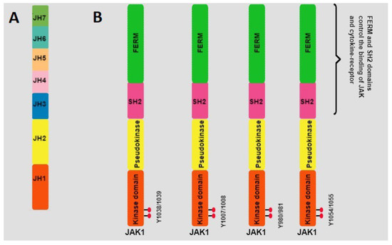JAK/STAT Signaling and Cervical Cancer: From the Cell Surface to the ...