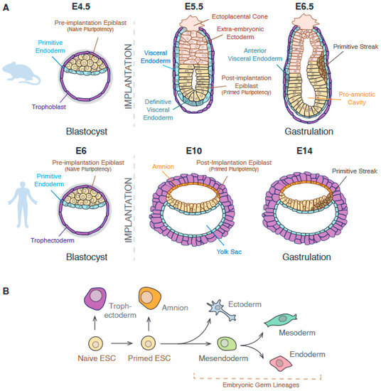 Epigenetic Control of Cell Potency and Fate Determination during Mammalian Gastrulation