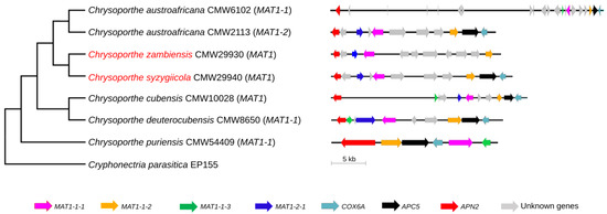 The Unique Homothallic Mating-Type Loci of the Fungal Tree Pathogens ...