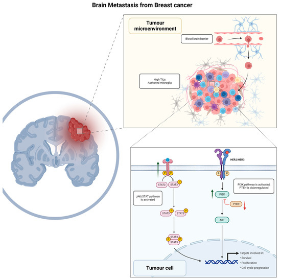 Genes | Free Full-Text | Breast Cancer with Brain Metastasis: Molecular Insights and Clinical ...