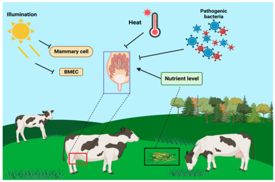 Genes | Free Full-Text | Progress in Research on Key Factors Regulating ...