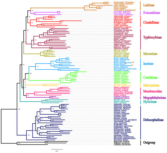 Structural Characteristics and Phylogenetic Analysis of the ...
