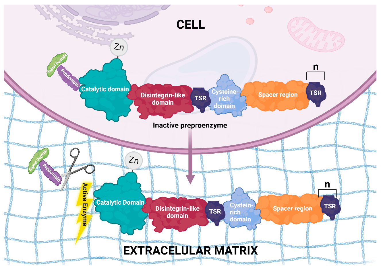 ADAMTS Proteases: Importance in Animal Reproduction