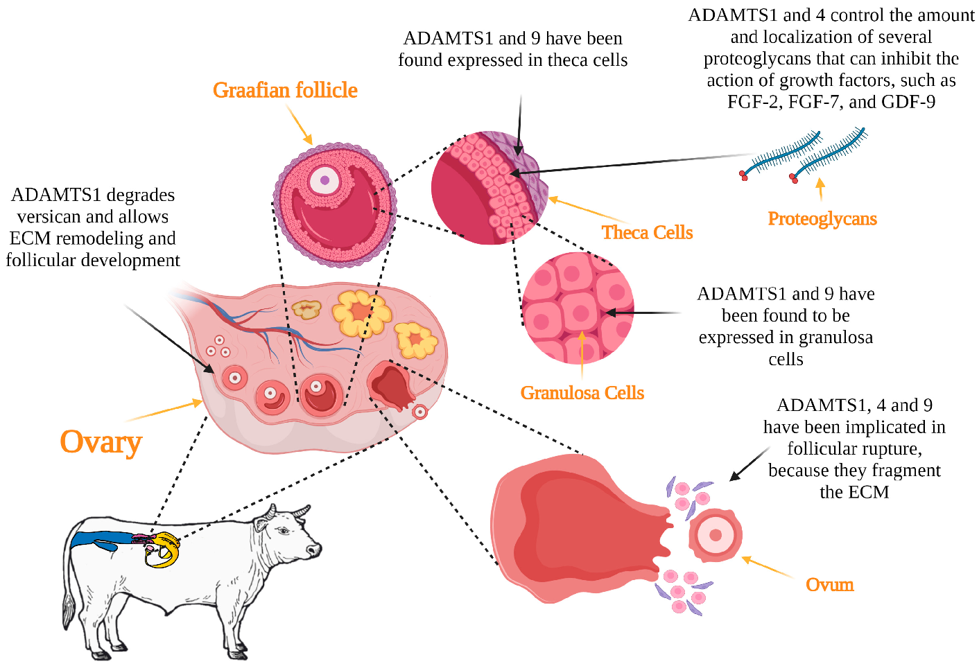 ADAMTS Proteases: Importance in Animal Reproduction