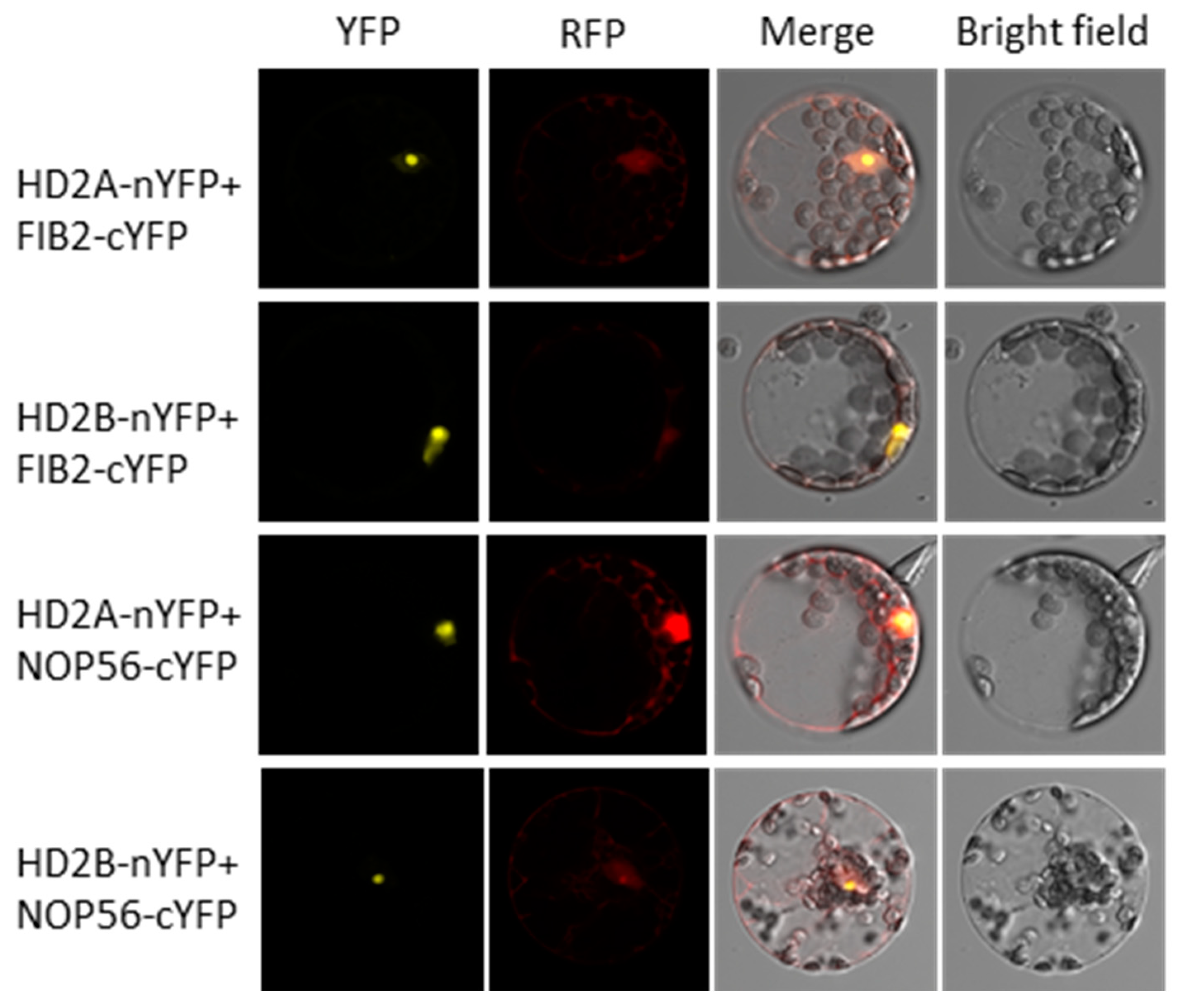 Genes | Free Full-Text | Histone Deacetylases HD2A and HD2B Undergo Feedback Regulation by ABA ...