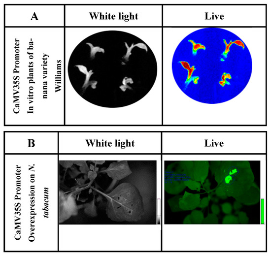 Plant Promoters: Their Identification, Characterization, and Role in ...