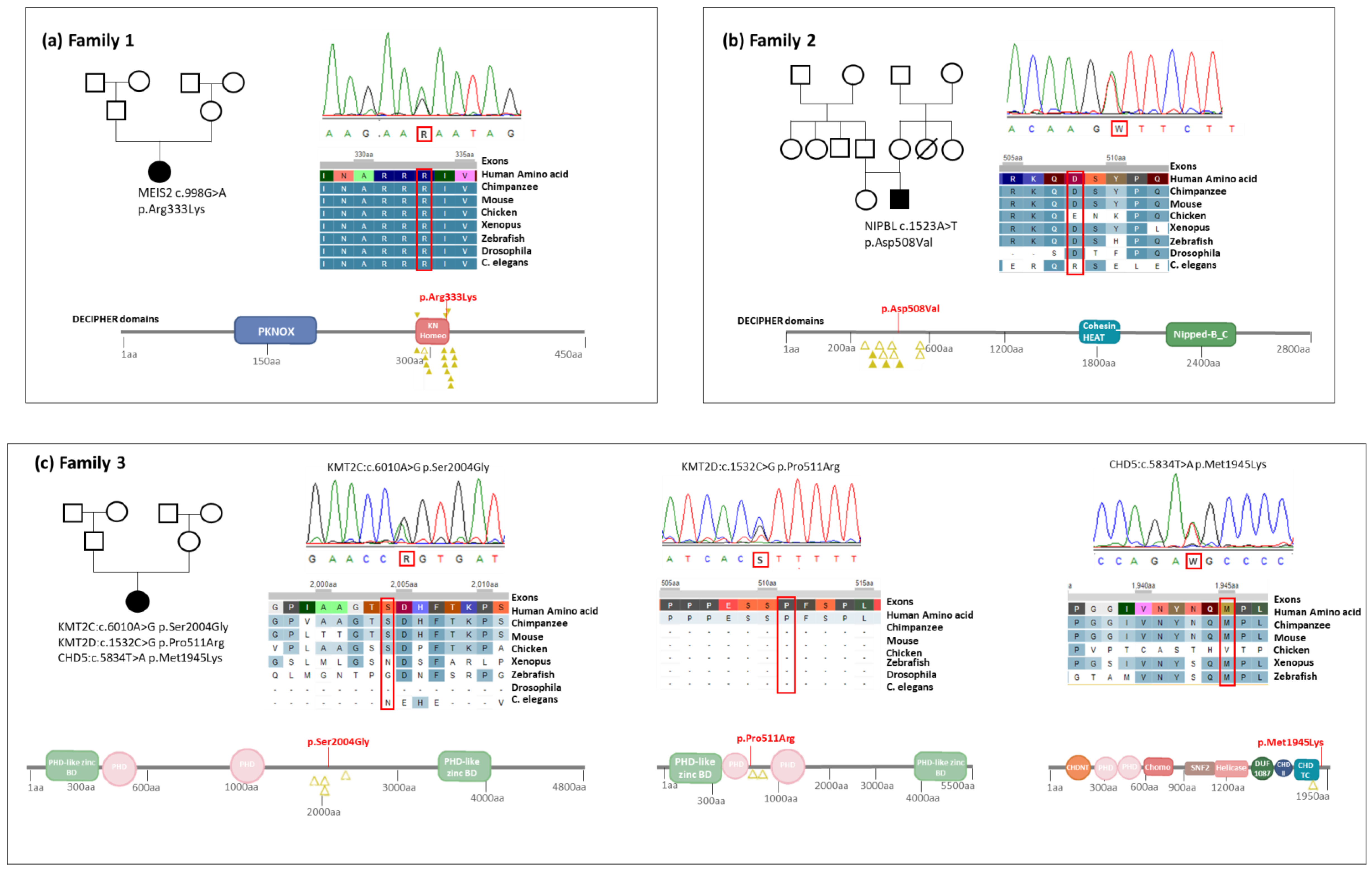 Success and Pitfalls of Genetic Testing in Undiagnosed Diseases: Whole ...
