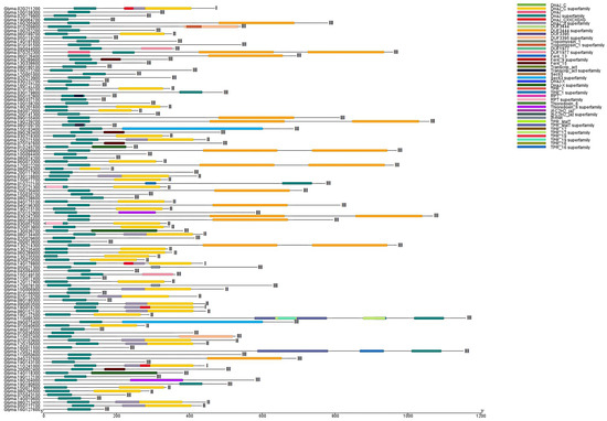 Genome-Wide Identification and Analysis of the Hsp40/J-Protein Family ...