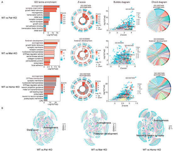Meg8-DMR as the Secondary Regulatory Region Regulates the Expression of ...