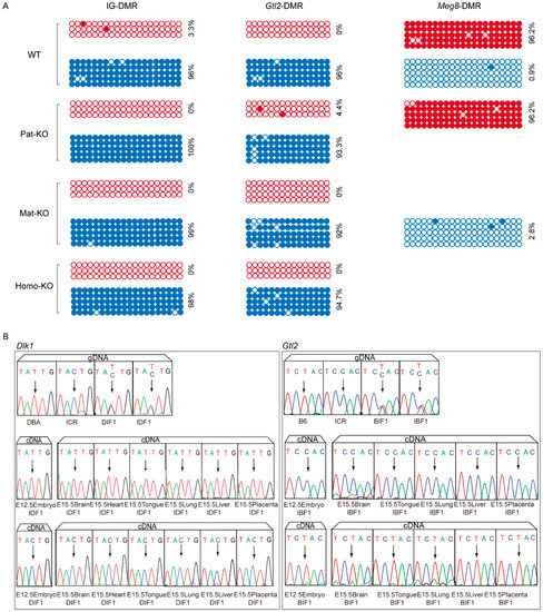 Meg8-DMR as the Secondary Regulatory Region Regulates the Expression of ...