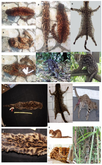 Morphological and Genetics Support for a Hitherto Undescribed Spotted ...