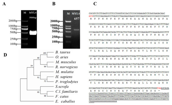 Molecular Mechanism of MYL4 Regulation of Skeletal Muscle Development ...