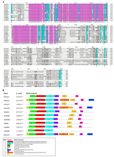 Ectopic Expression of BcCUC2 Involved in Sculpting the Leaf Margin ...