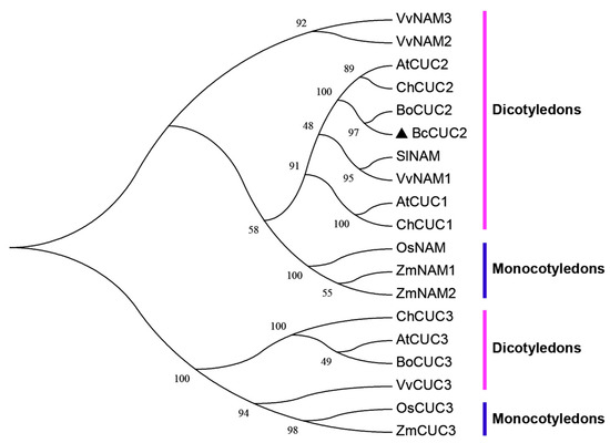 Ectopic Expression of BcCUC2 Involved in Sculpting the Leaf Margin ...
