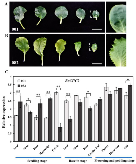 Ectopic Expression of BcCUC2 Involved in Sculpting the Leaf Margin ...