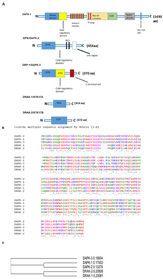 The Role of Death-Associated Protein Kinase-1 in Cell Homeostasis ...