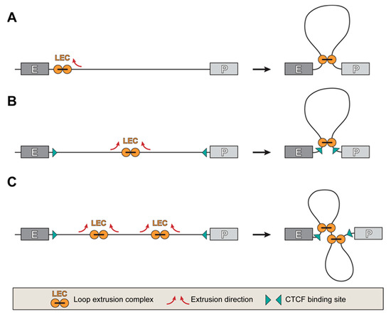 Enhancer Function in the 3D Genome