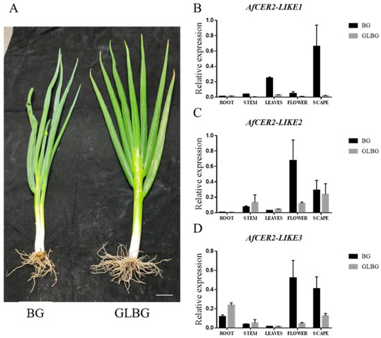 Genome-Wide Analysis of the BAHD Family in Welsh Onion and CER2-LIKEs ...