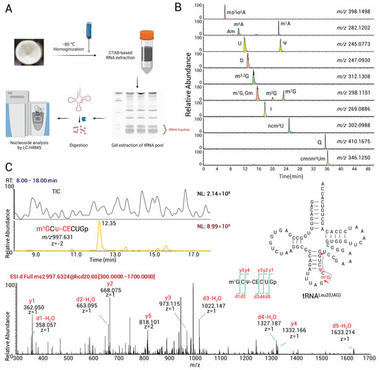 A Preliminary Survey of Transfer RNA Modifications and Modifying ...