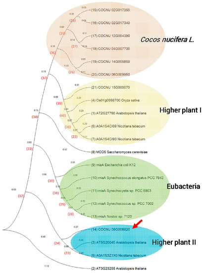 A Preliminary Survey of Transfer RNA Modifications and Modifying ...