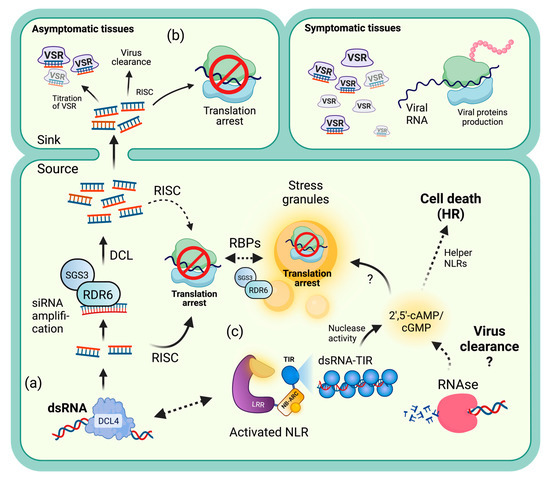 Translation Arrest: A Key Player in Plant Antiviral Response