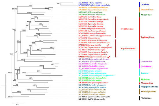 Phylogenetic Analysis of Two New Mitochondrial Genomes of Singapora ...
