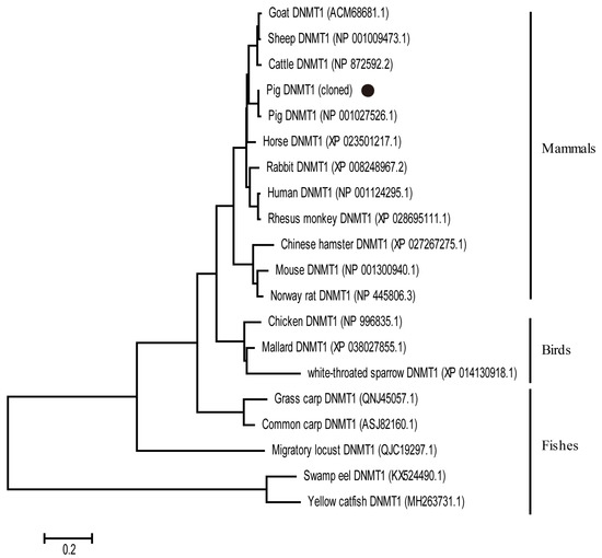 A Porcine DNMT1 Variant: Molecular Cloning and Generation of Specific Polyclonal Antibody
