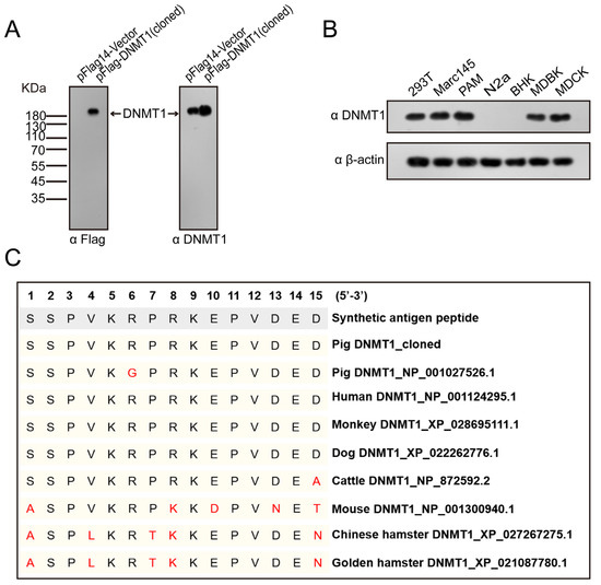 A Porcine DNMT1 Variant: Molecular Cloning and Generation of Specific Polyclonal Antibody