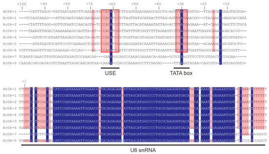 Cloning and Functional Verification of Endogenous U6 Promoters for the ...