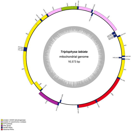 A Comprehensive Analysis of Triplophysa labiata (Kessler, 1874 ...
