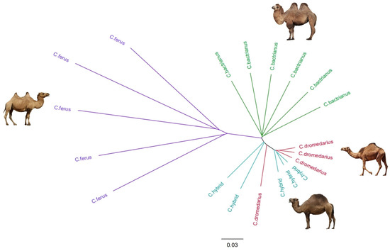 A Study of the Genetic Structure of Hybrid Camels in Kazakhstan