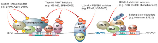 Therapeutic Targeting of RNA Splicing in Cancer