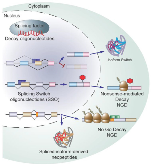 Therapeutic Targeting of RNA Splicing in Cancer