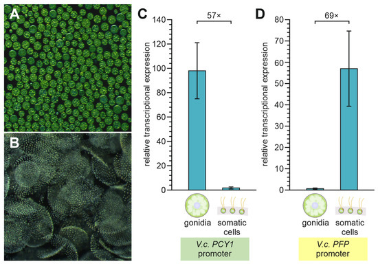 Cell Type-Specific Promoters of Volvox carteri for Molecular Cell ...