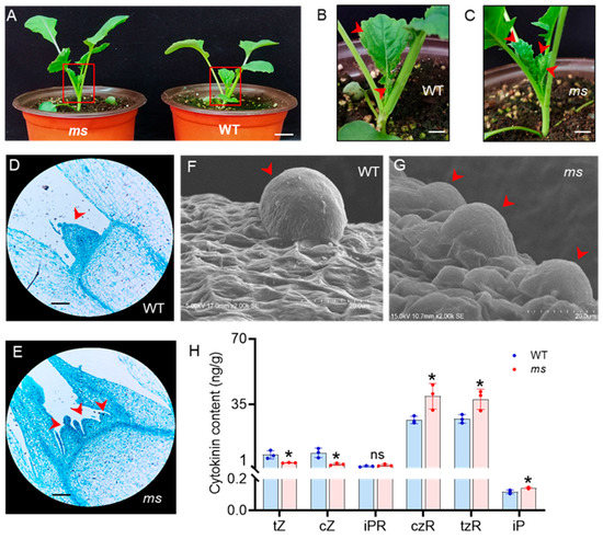 Transcriptomic Profiling of Shoot Apical Meristem Aberrations in the ...