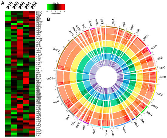 Variation in Rice Plastid Genomes in Wide Crossing Reveals Dynamic ...
