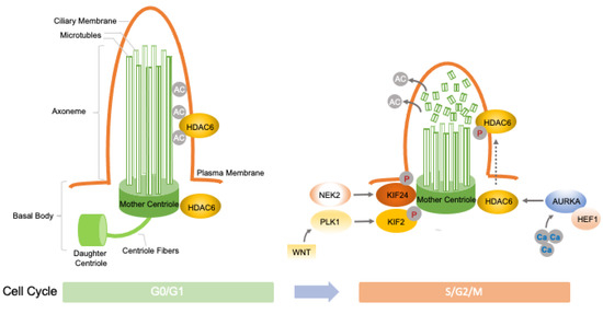 Cilia and Cancer: From Molecular Genetics to Therapeutic Strategies