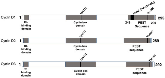 D-Type Cyclins in Development and Disease