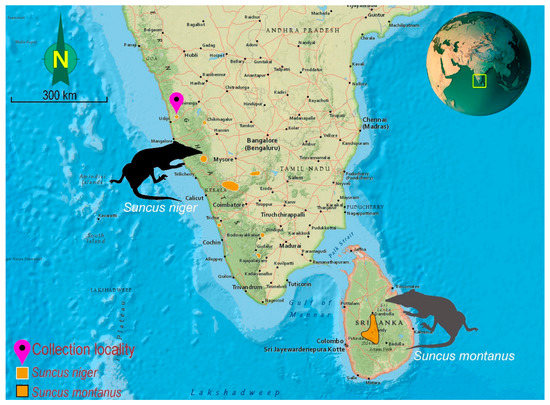 Morphology and Mitochondrial Lineage Investigations Corroborate the ...