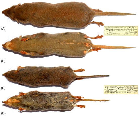 Morphology and Mitochondrial Lineage Investigations Corroborate the ...