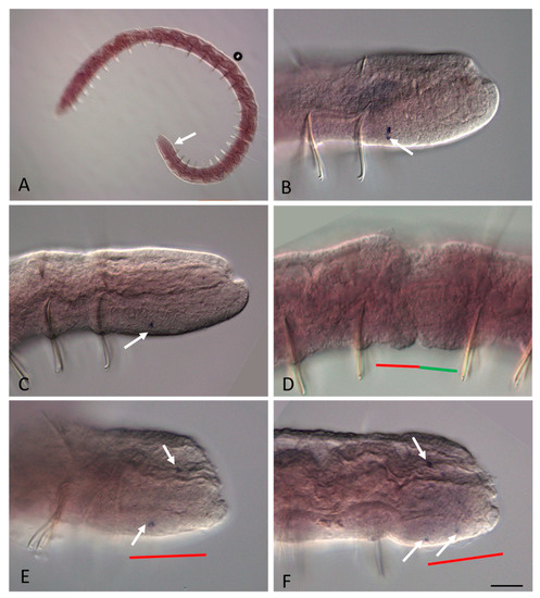 Spatial Colinear but Broken Temporal Expression of Duplicated ParaHox ...