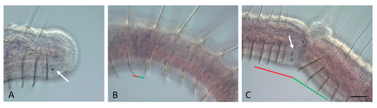 Spatial Colinear but Broken Temporal Expression of Duplicated ParaHox ...